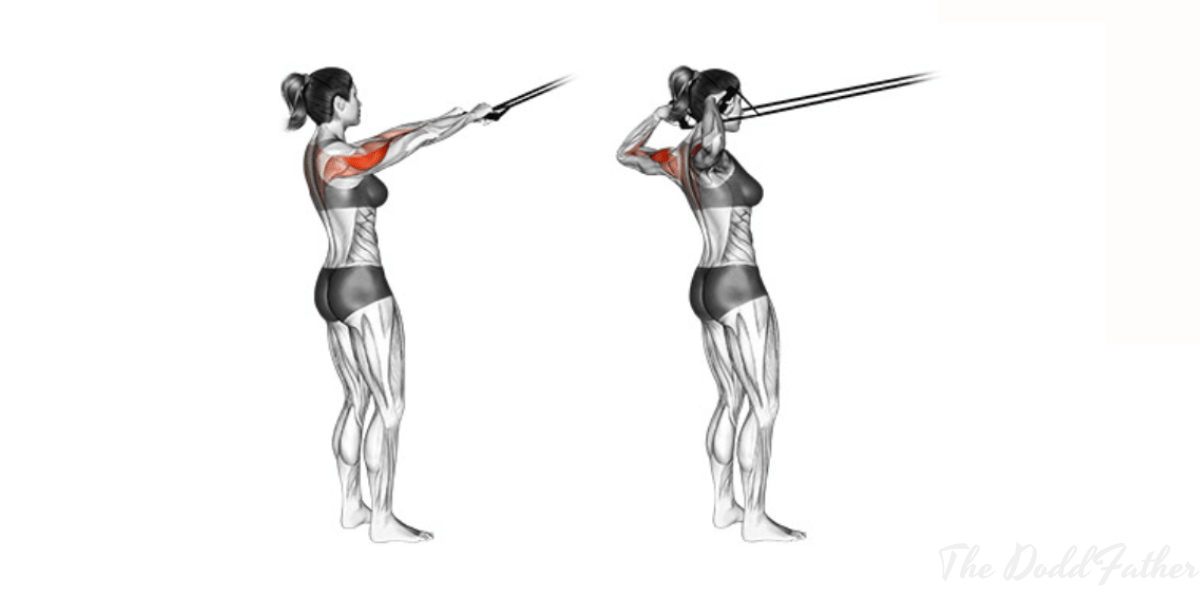 Face Pulls | Essential Exercise for 2026 Upper Back Strength